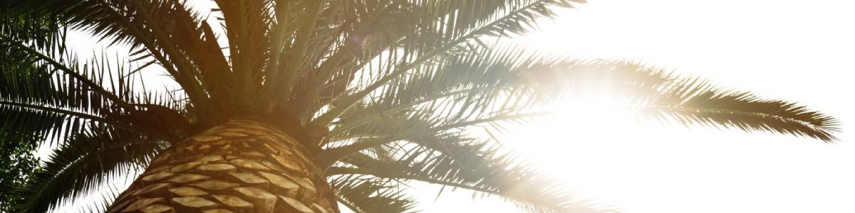 20 Jenis Pohon Palem untuk Percantik Rumah