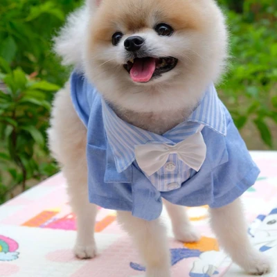 Jual Doggy Dolly Ukuran Xxl Baju Tuxedo Anjing Big Biru Terbaru | Ruparupa