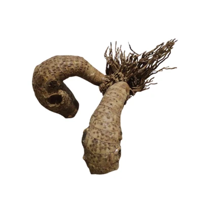 Jual Zoomanjee Ukuran M Terra Dekorasi Terarium Spiky Root Terbaru ...