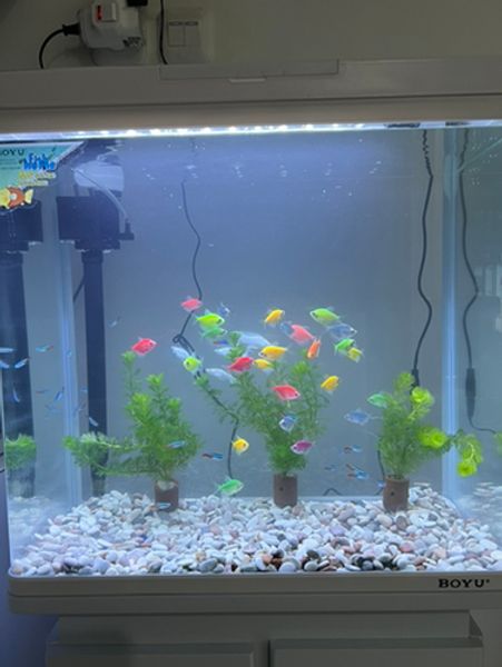 Jual Boyu Set Akuarium Dan Kabinet Ms 520 M Putih Terbaik | Informa
