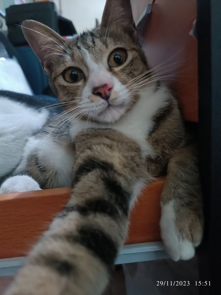 Jual Clover Prattan Laci Penyimpanan 4 Tingkat Abu Abu Warm Terbaik ...