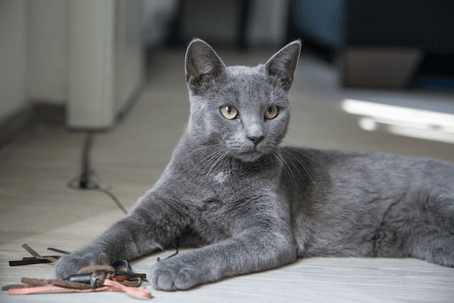 Makna di Balik Warna Bulu Kucing yang Menarik untuk Diketahui