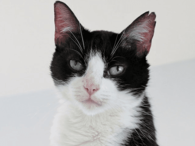 Makna di Balik Warna Bulu Kucing yang Menarik untuk Diketahui