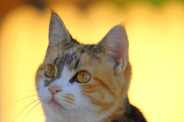 Makna di Balik Warna Bulu Kucing yang Menarik untuk Diketahui
