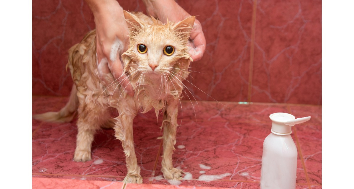 13 Cara Menghilangkan Kutu Kucing yang Efektif