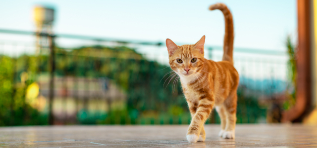 Ketahui Mood Kucing Dari Gerakan Ekornya
