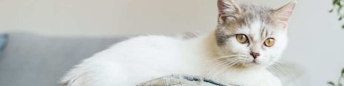 Mungil dan Imut, Ini Dia 7 Jenis Kucing Kaki Pendek