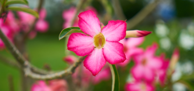 8 Jenis Bunga Adenium, dari yang Cantik sampai yang Langka