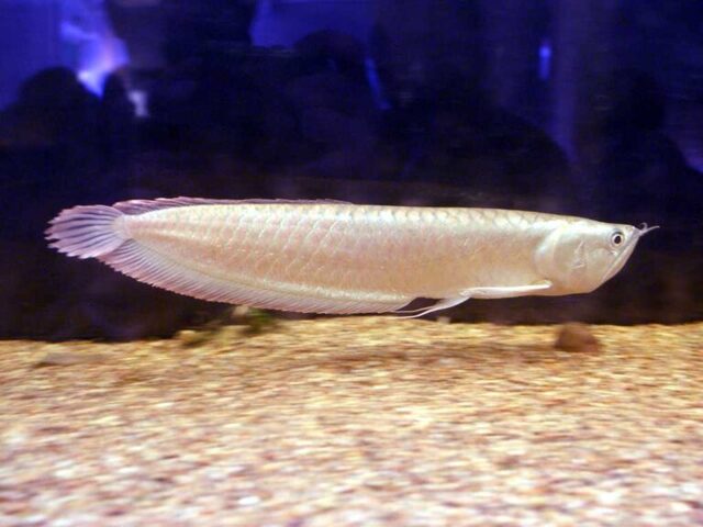 12 Jenis Ikan Arwana Beserta Ciri dan Harganya