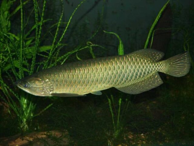 12 Jenis Ikan Arwana Beserta Ciri dan Harganya