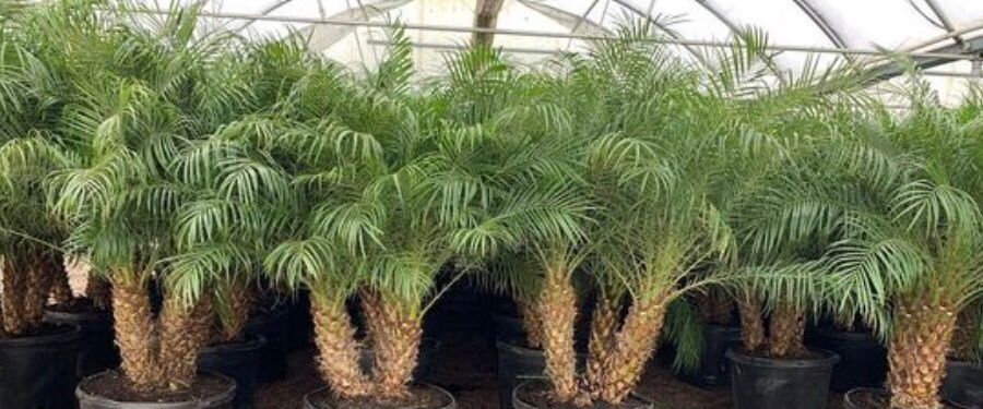 20 Jenis Pohon Palem untuk Percantik Rumah