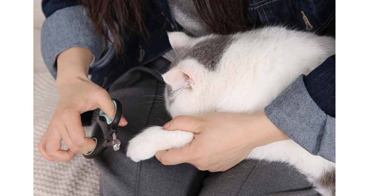 6 Alat Grooming Kucing Cuma Rp100 Ribuan